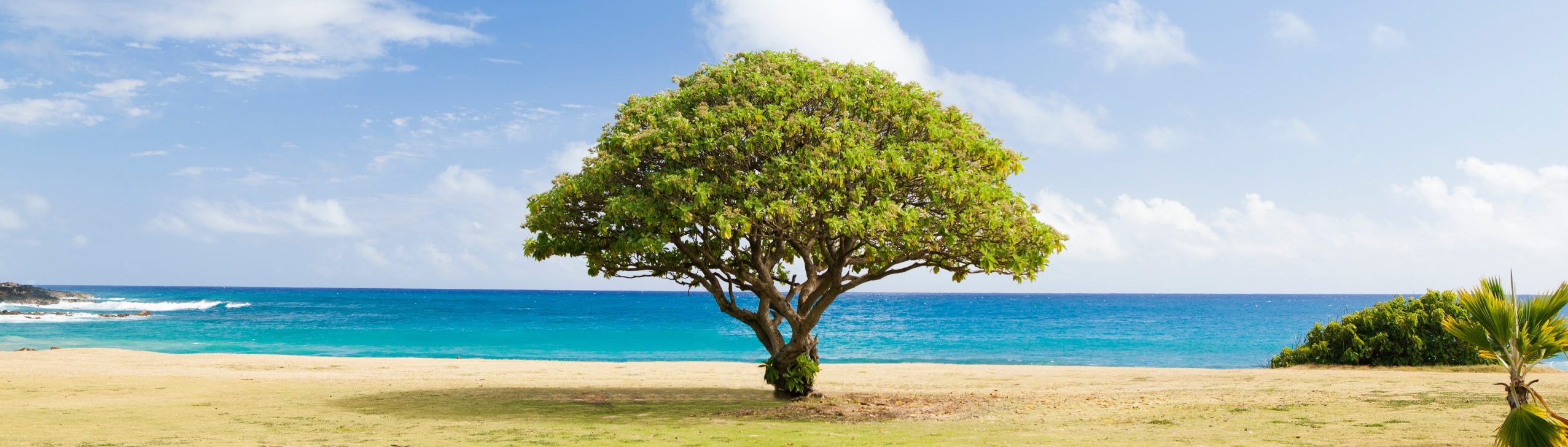 The Tree of Life – The Church of England in Marsden and Slaithwaite